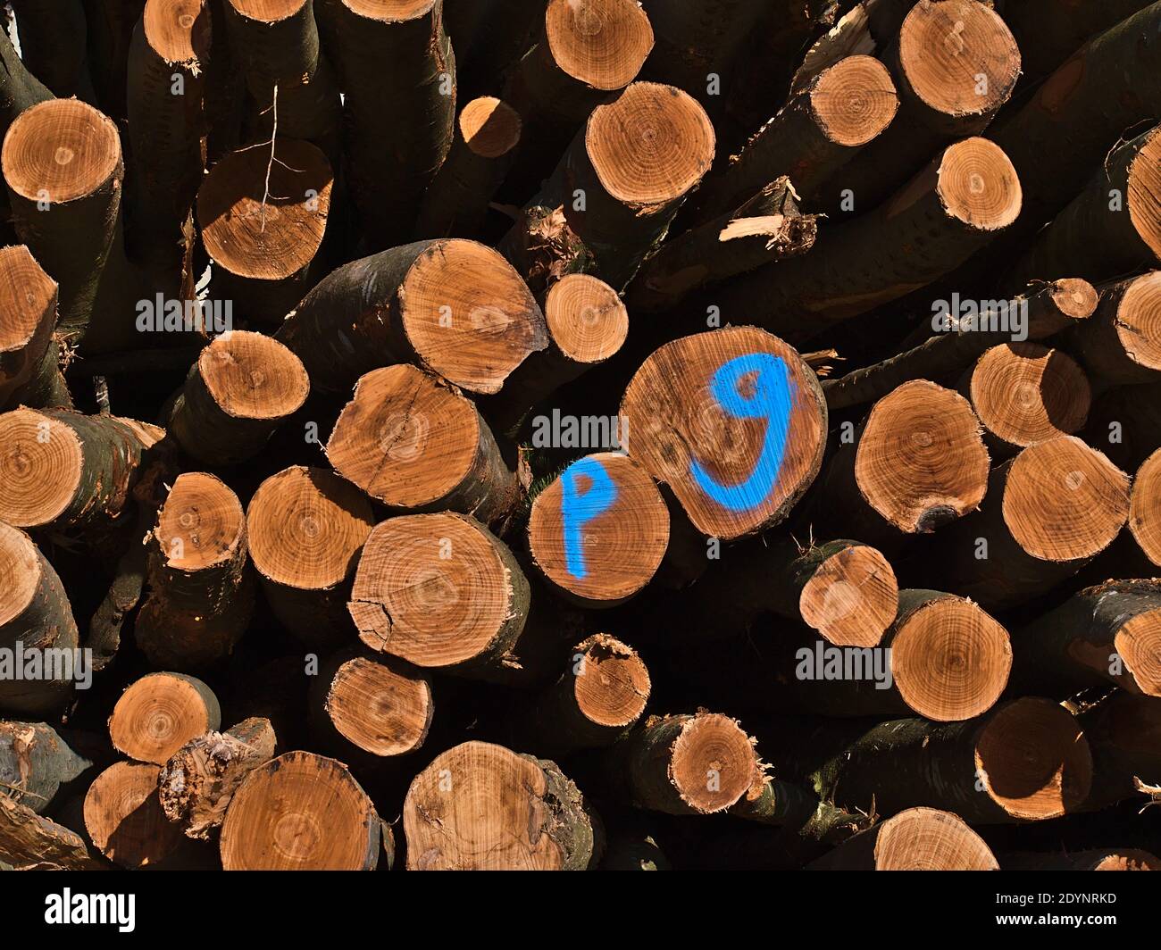 Forestry marking hi-res stock photography and images - Alamy