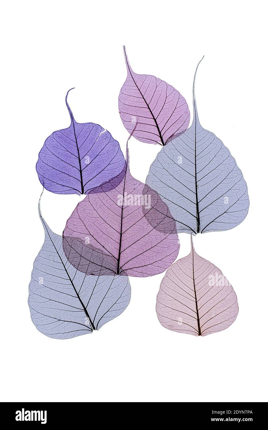 Delicate tracery of colored skeleton leaves on white in shades of ...