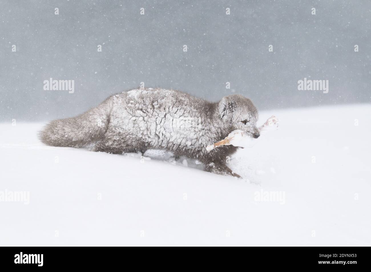 Arctic fox vulpes lagopus alopex hi-res stock photography and images ...
