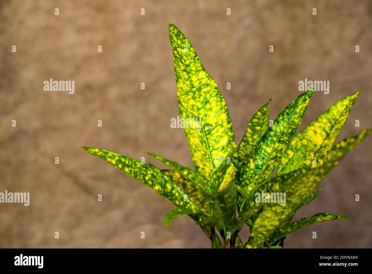 Croton plant leave close-up background, yellow and green color house ...