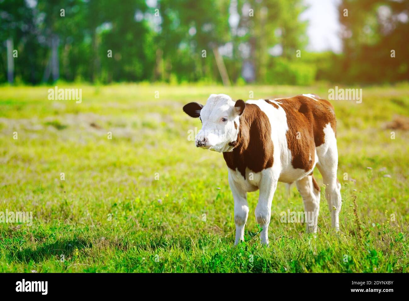 A young beautiful bull grazing on a green meadow on a bright Sunny day ...