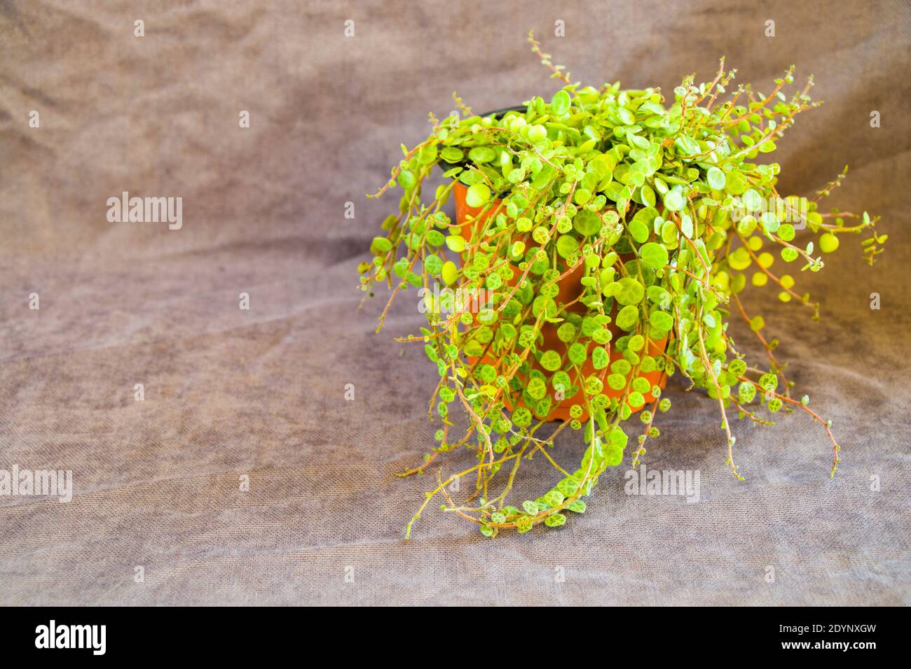 Peperomia prostrata hi-res stock photography and images - Alamy