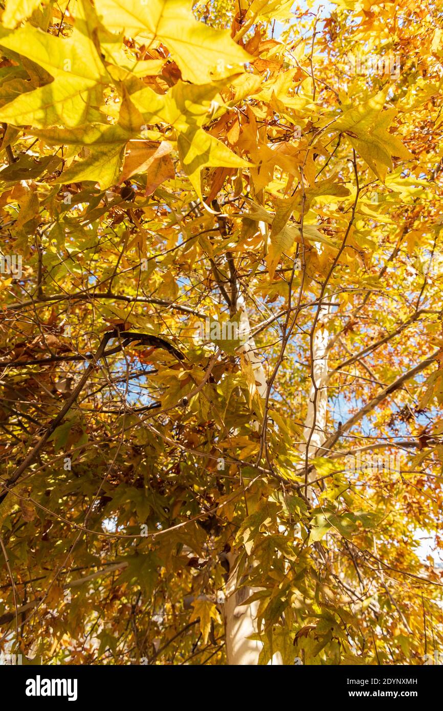Autumn golden leaves of the sycamore tree. Leaf Fall Stock Photo - Alamy