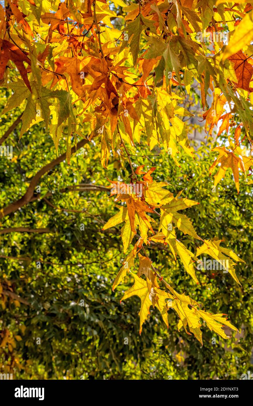 Autumn golden leaves of the sycamore tree. Leaf Fall Stock Photo - Alamy