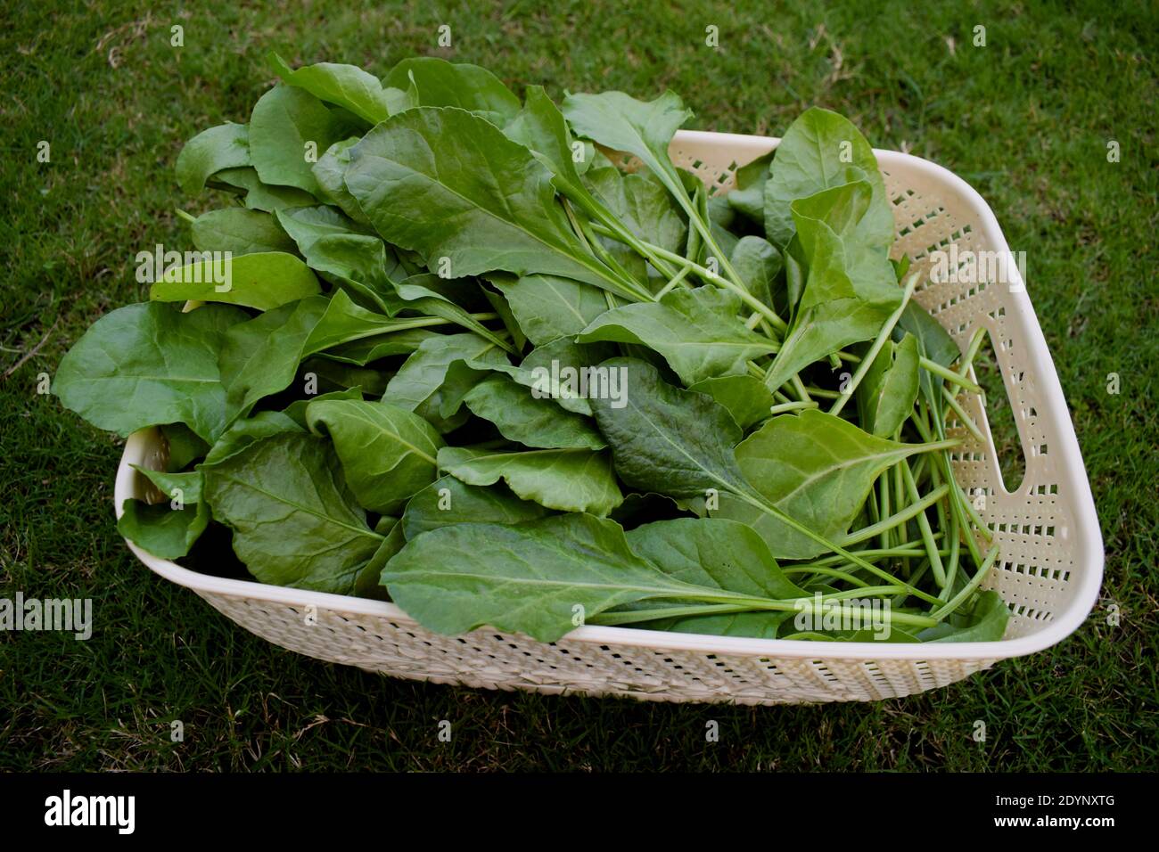 Indian Green Leafy Vegetables