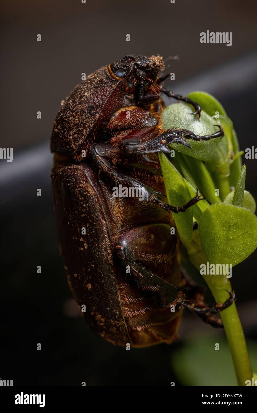 The scarab family hi-res stock photography and images - Alamy