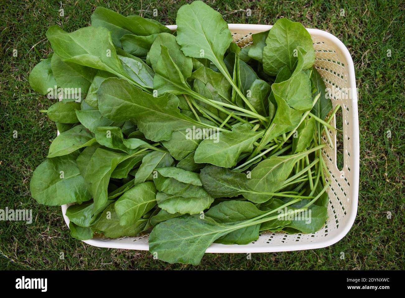 Kempu baayi basalae hi-res stock photography and images - Alamy