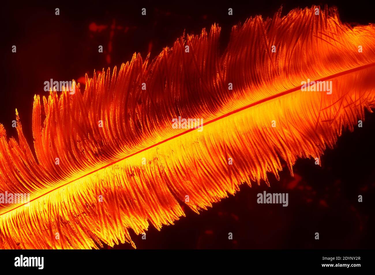 Bird feather close-up. Abstract background for the screen saver Stock ...
