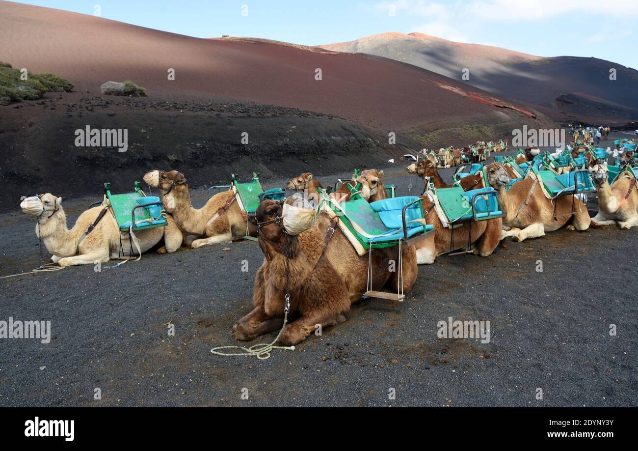 Camels sitting hi-res stock photography and images - Alamy