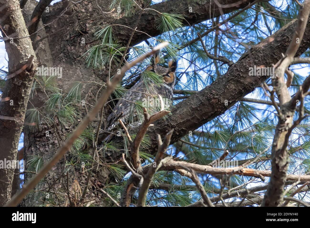 Great horned owl hidden in the crowns of a tree Stock Photo - Alamy