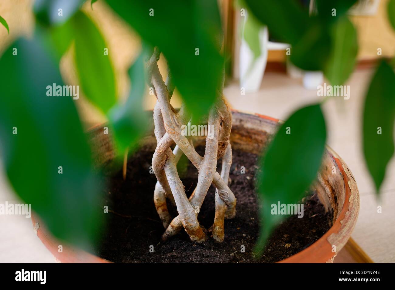 Houseplant in a pot. Intertwined ficus trunk close-up Stock Photo - Alamy