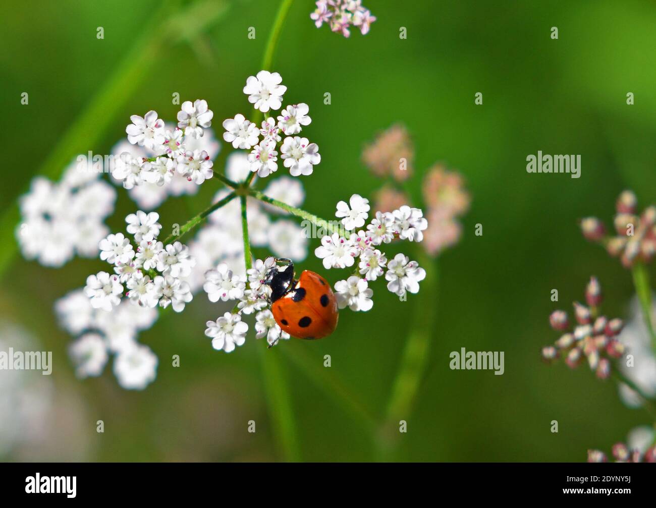 Seven - Spot Ladybird on Cow Parsley Flower Stock Photo - Alamy