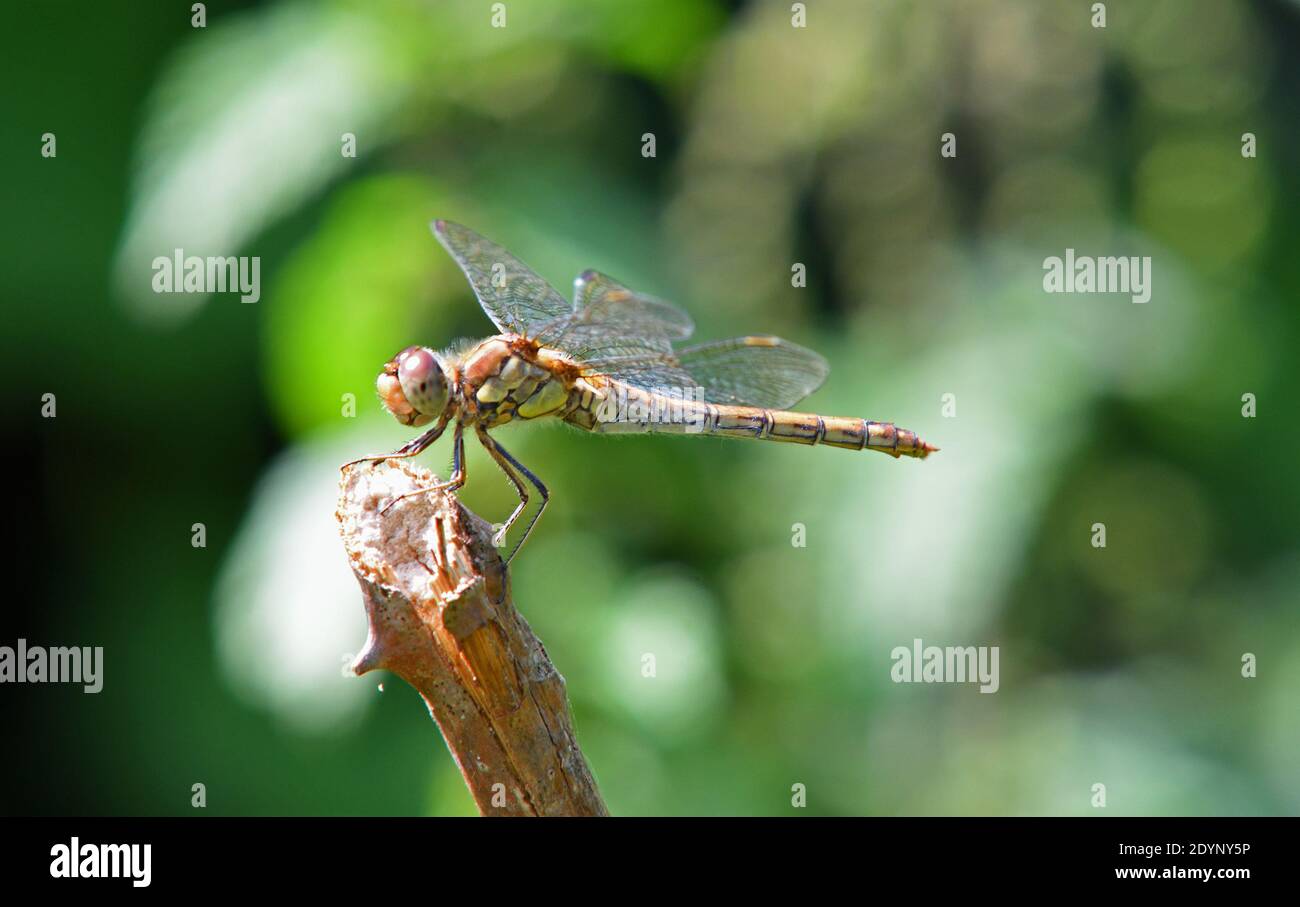 Rare Norfolk Dragonfly on twig with out of focus background alternative ...