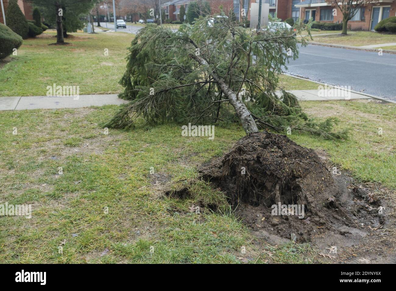The broken trees after powerful during a hurricane storm damage Stock ...