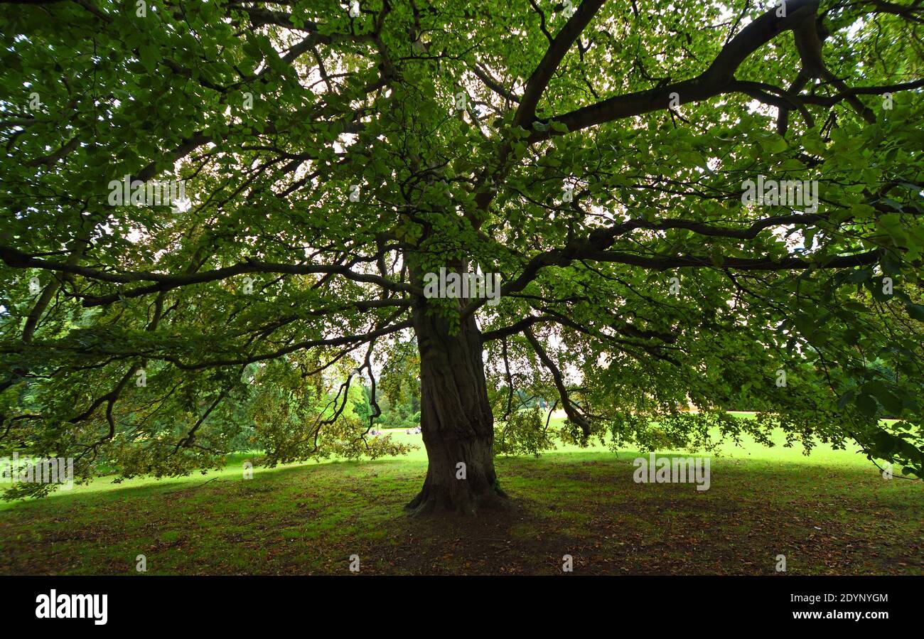 Under the canopy of a large Beech tree looking out though branches ...