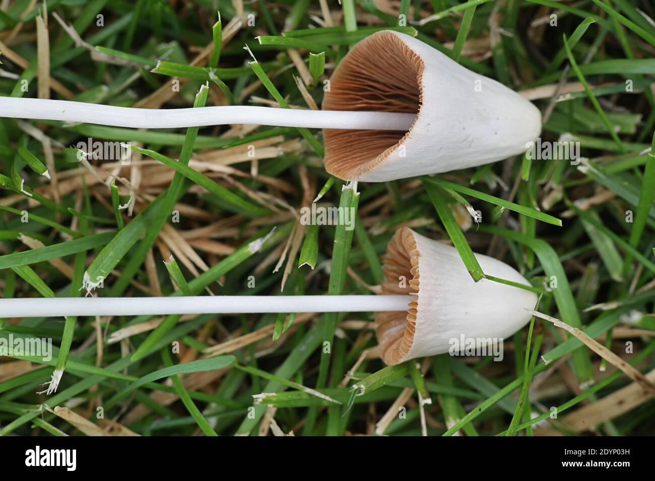 Conocybe albipes hi-res stock photography and images - Alamy