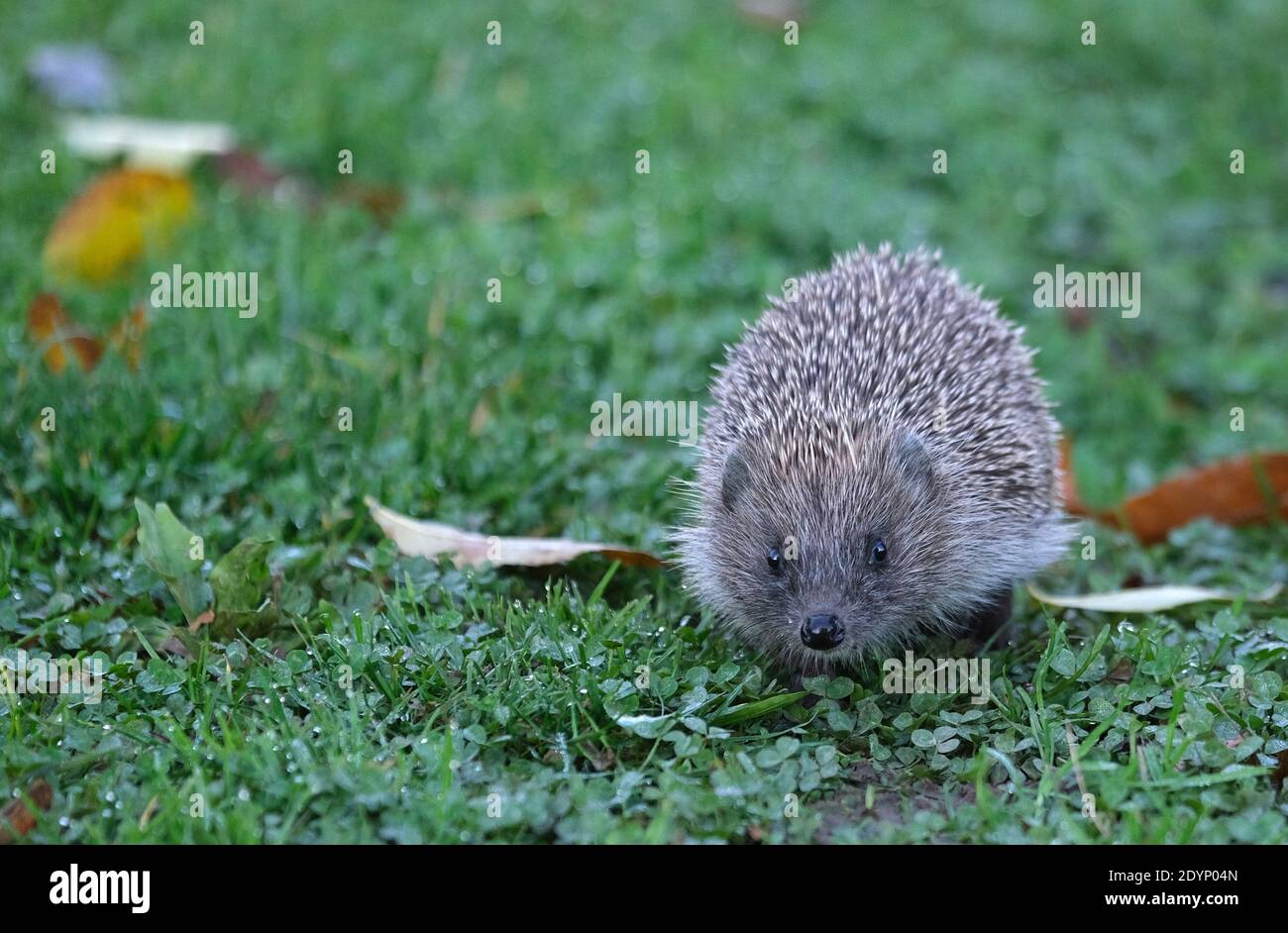 An hedgehog walking in a garden Stock Photo - Alamy