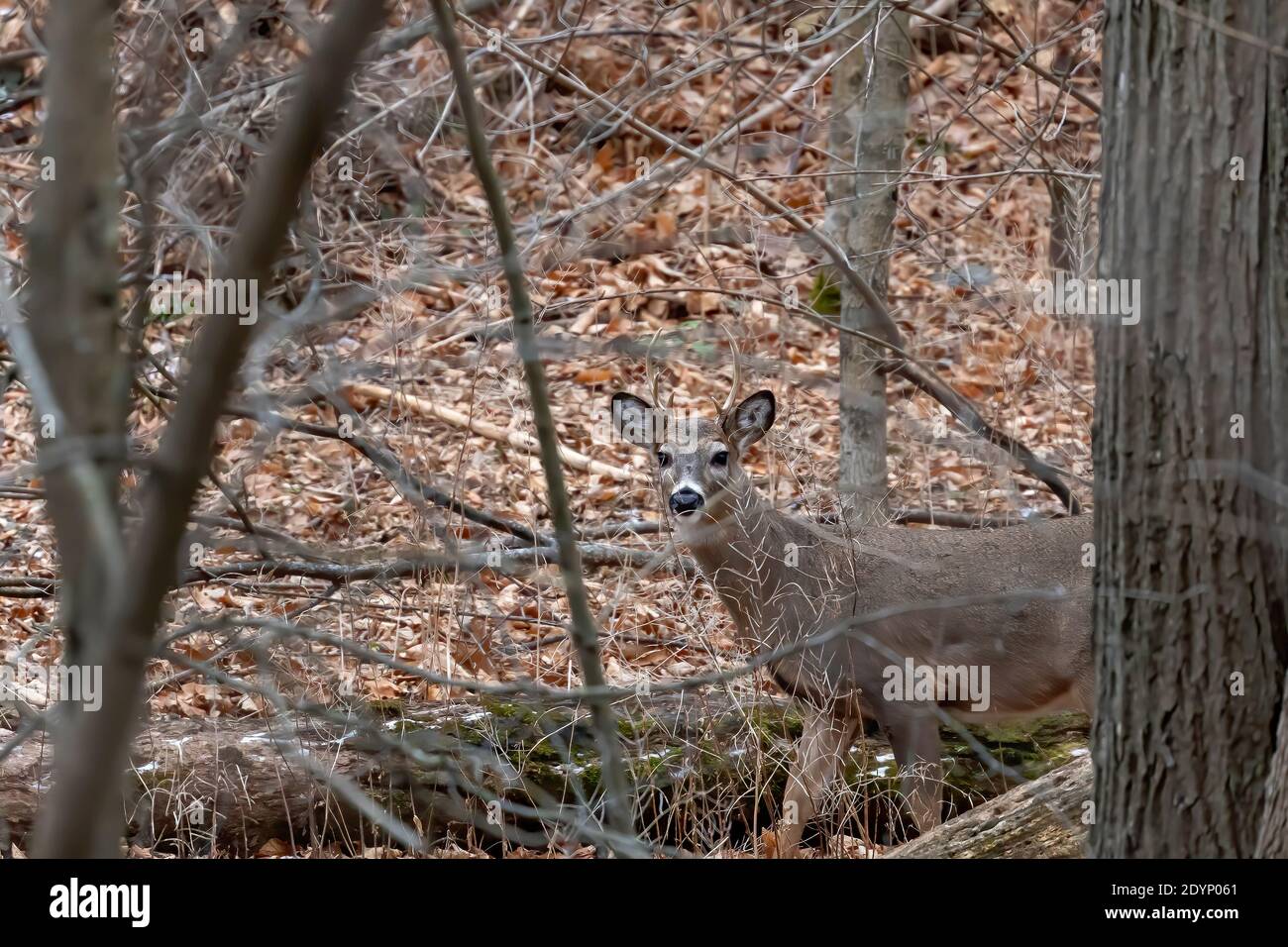 Wite tailed deer hi-res stock photography and images - Alamy