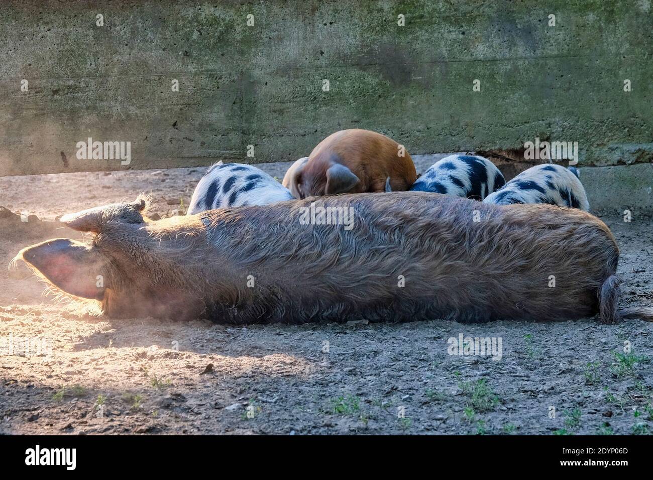 Four piglets hi-res stock photography and images - Alamy