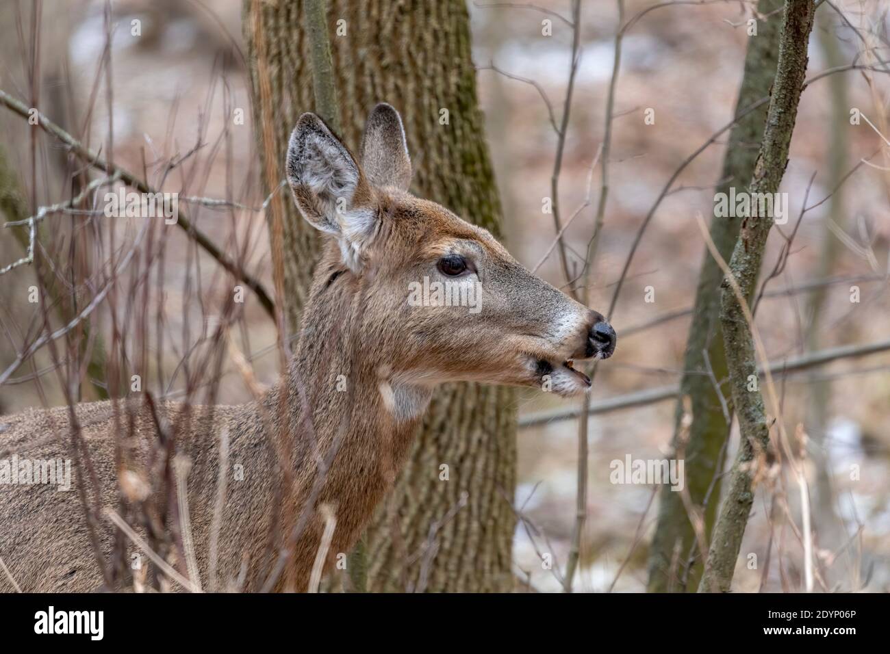 Wite tailed deer hi-res stock photography and images - Alamy