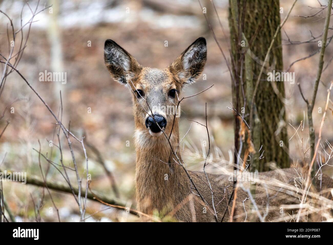 Whitetail Deer Doe High Resolution Stock Photography and Images - Alamy