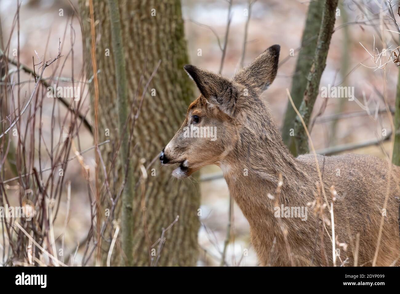 Wite tailed deer hi-res stock photography and images - Alamy