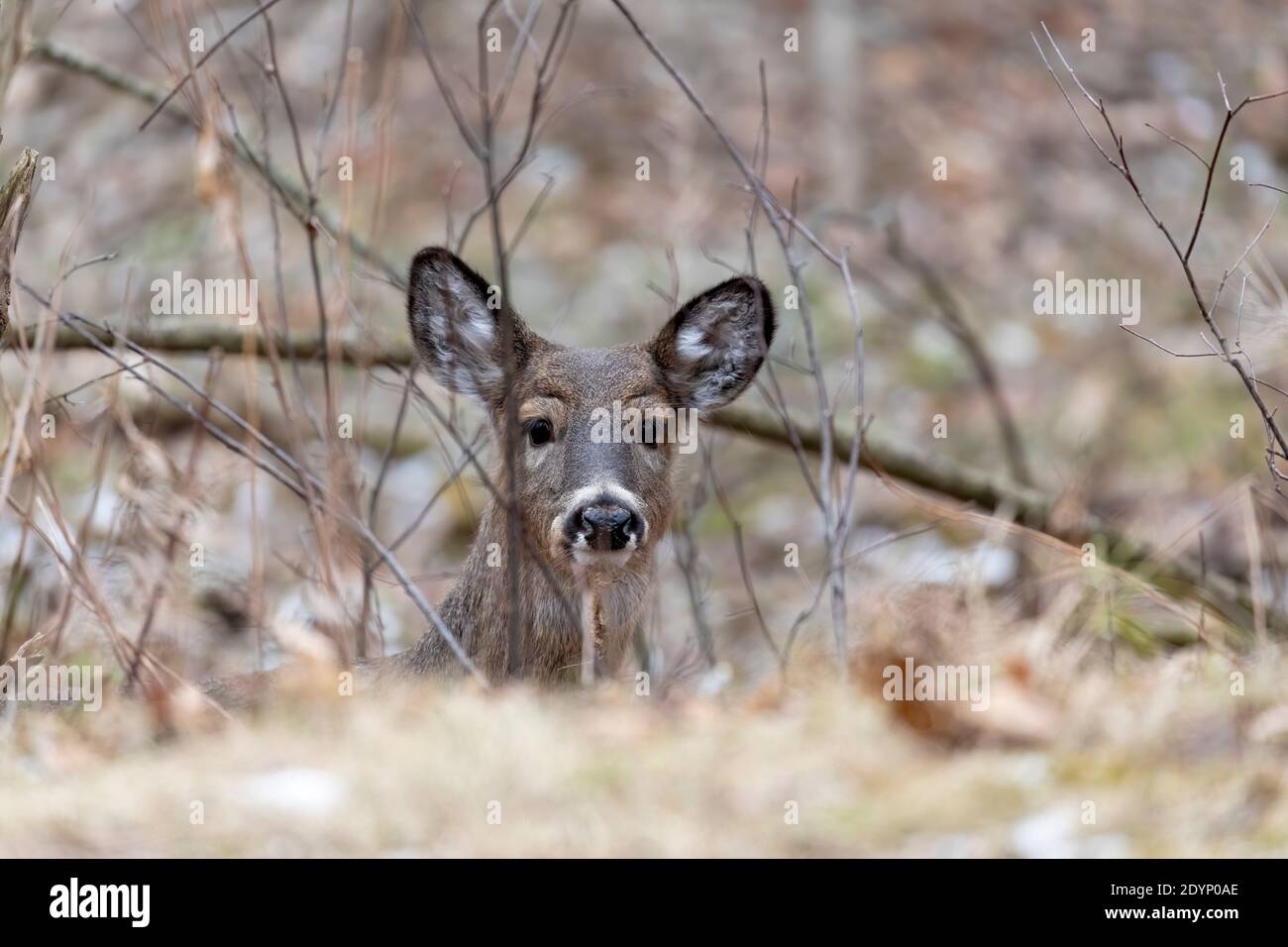 Wite tailed deer hi-res stock photography and images - Alamy