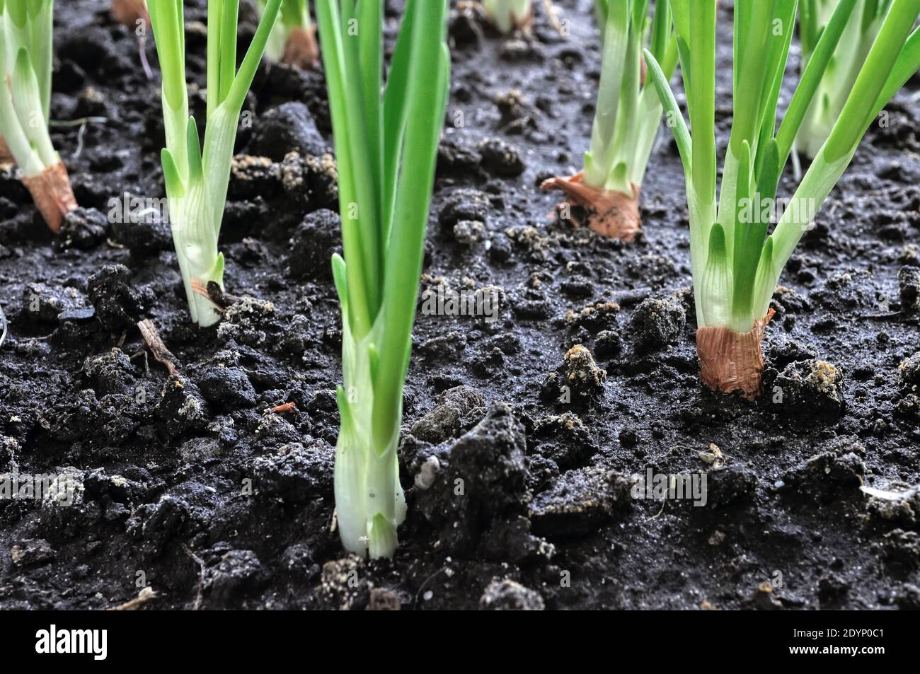 Sprout vegetable garden hi-res stock photography and images - Alamy