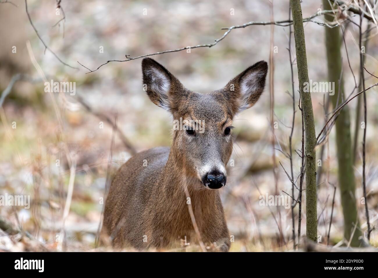 Wite tailed deer hi-res stock photography and images - Alamy
