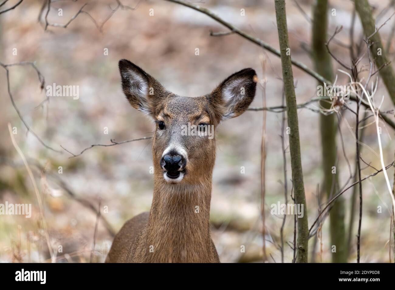 Wite tailed deer hi-res stock photography and images - Alamy