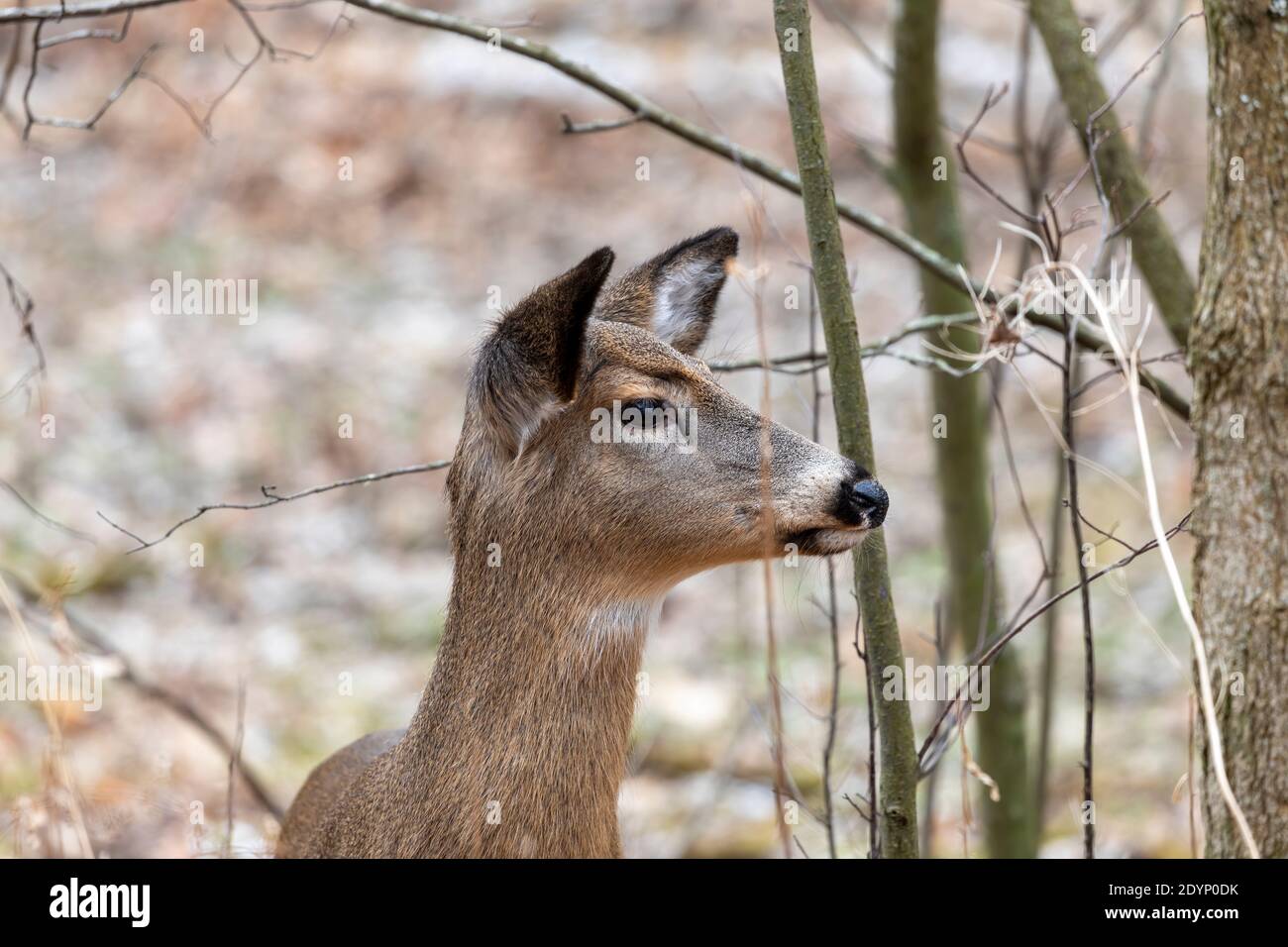 Wite tailed deer hi-res stock photography and images - Alamy