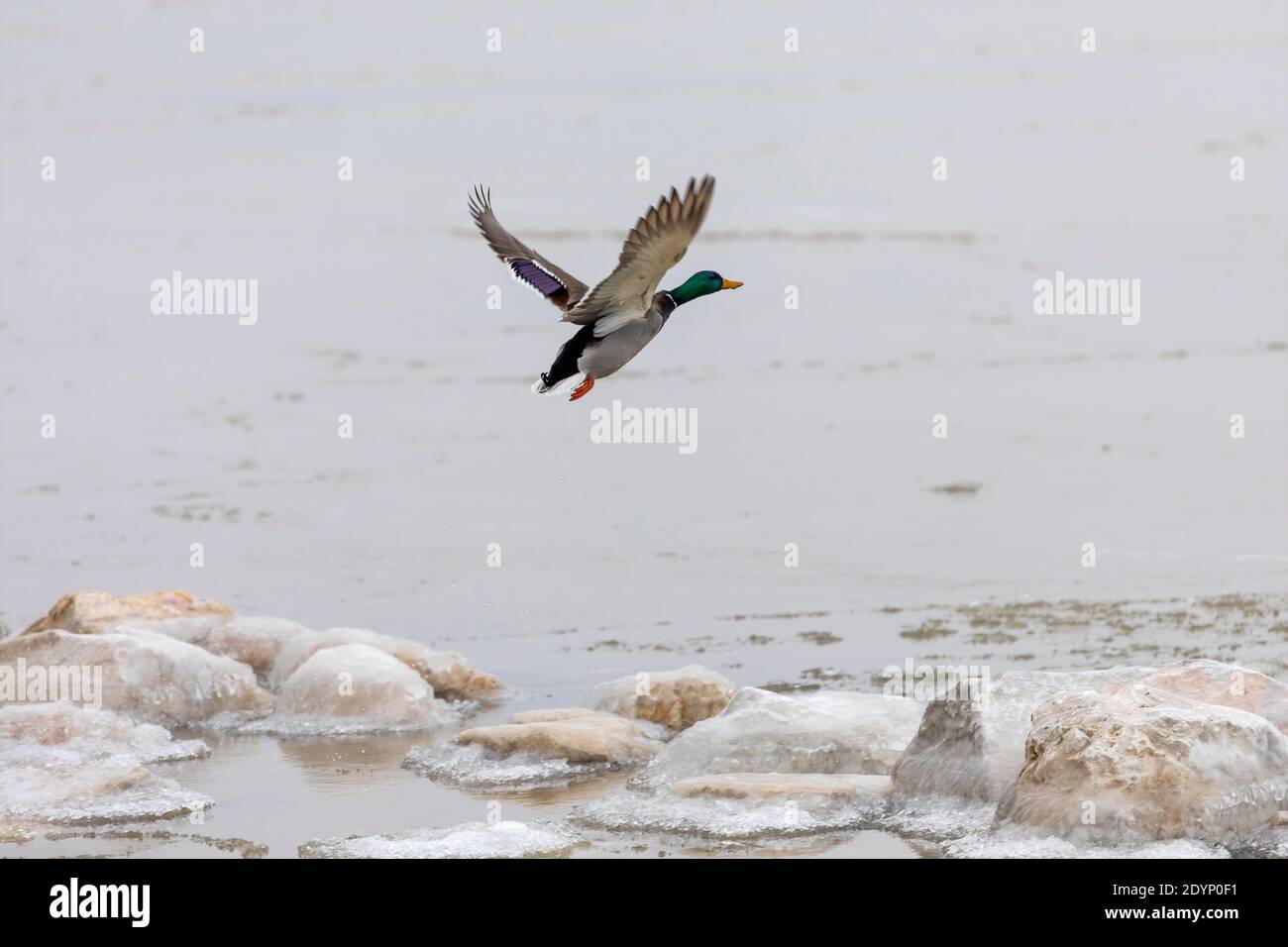 Mallard drake duck flying hi-res stock photography and images - Alamy