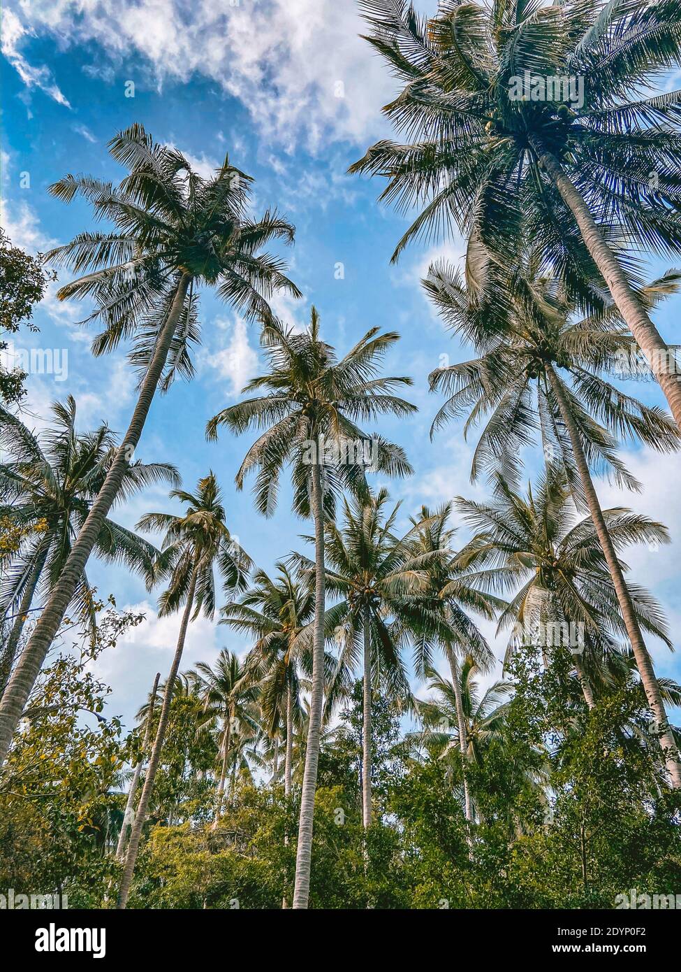 Koh Samui Overlap Stone in thailand, south east Asia Stock Photo - Alamy