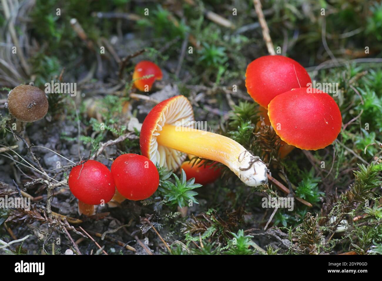 Hygrocybe coccinea, known as scarlet waxcap or righteous red waxy cap ...