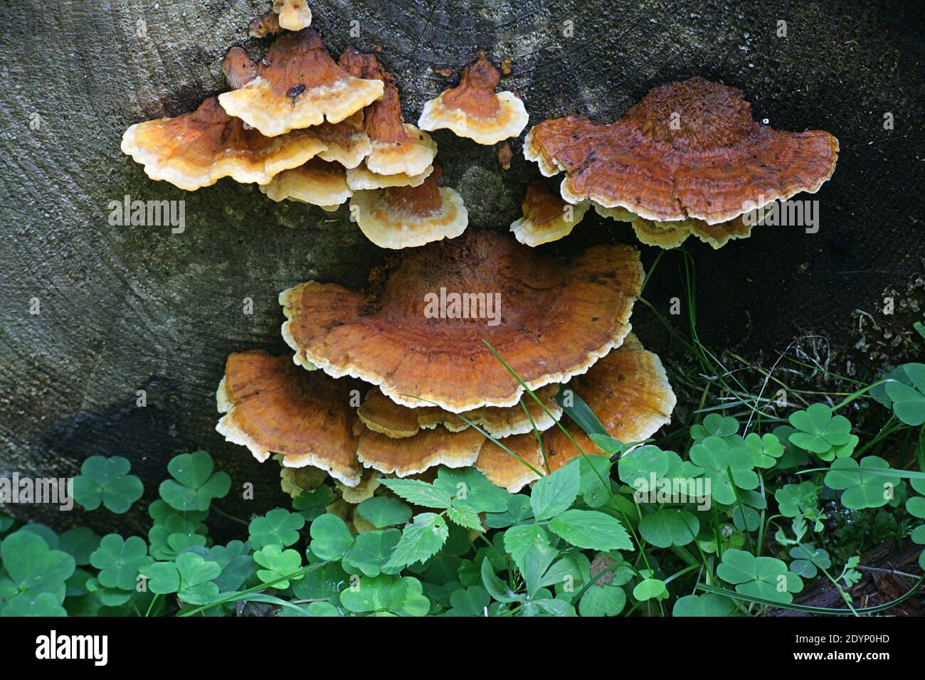 Pycnoporellus fulgens, an orange bracket fungus growing on birch in ...