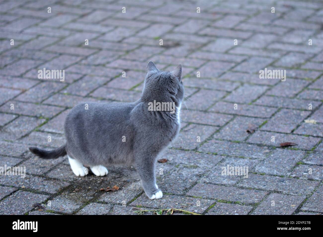 Side view of a grey cat against a grey background Stock Photo - Alamy