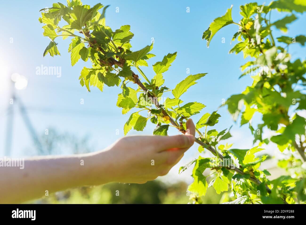 Spring summer seasonnatural hi-res stock photography and images - Alamy