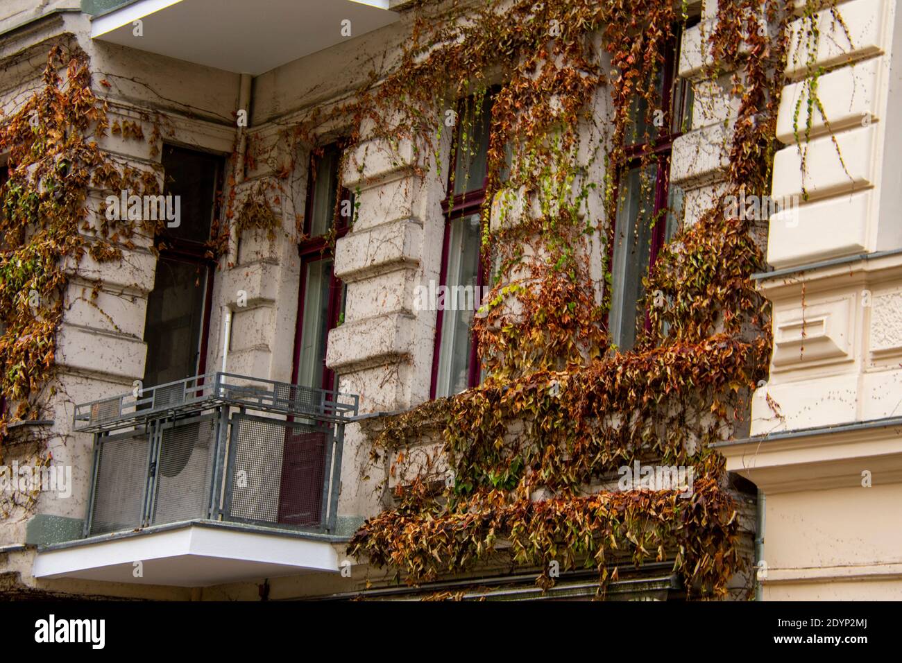 Creeping ivy plants hi-res stock photography and images - Alamy