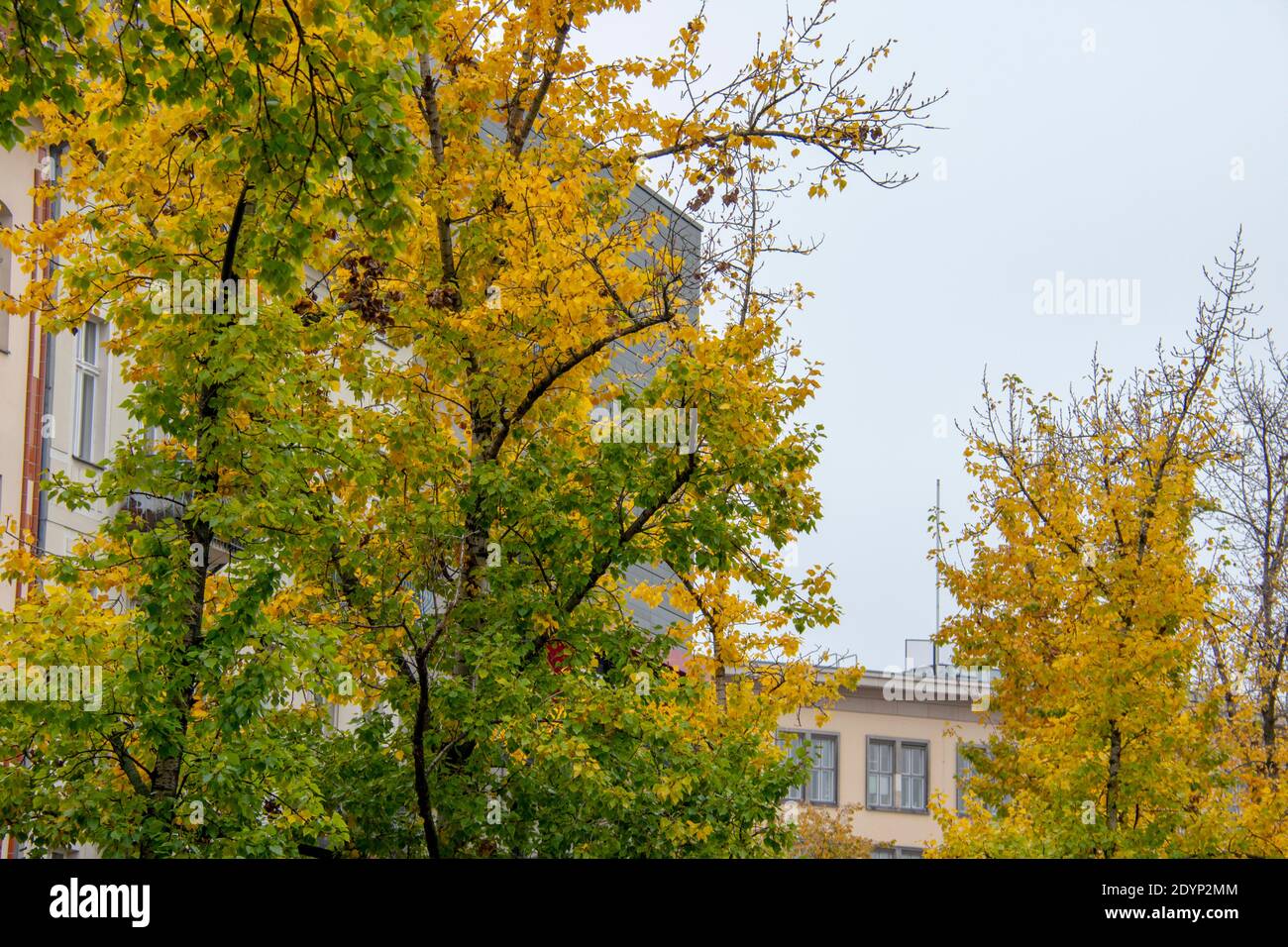 Yellow green tree landscapes in winter in Berlin Stock Photo - Alamy