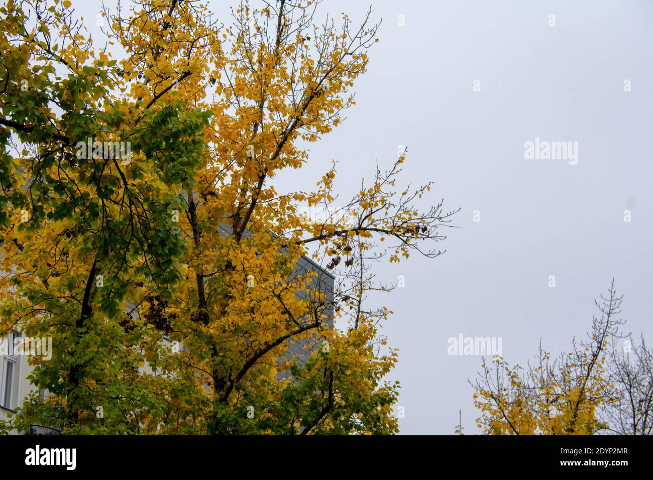 Yellow green tree landscapes in winter in Berlin Stock Photo - Alamy