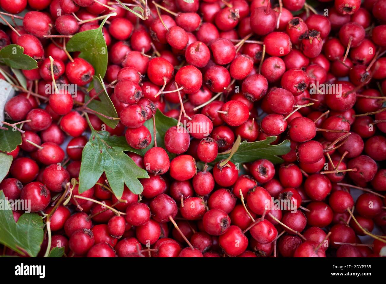 Haws edible hi-res stock photography and images - Alamy