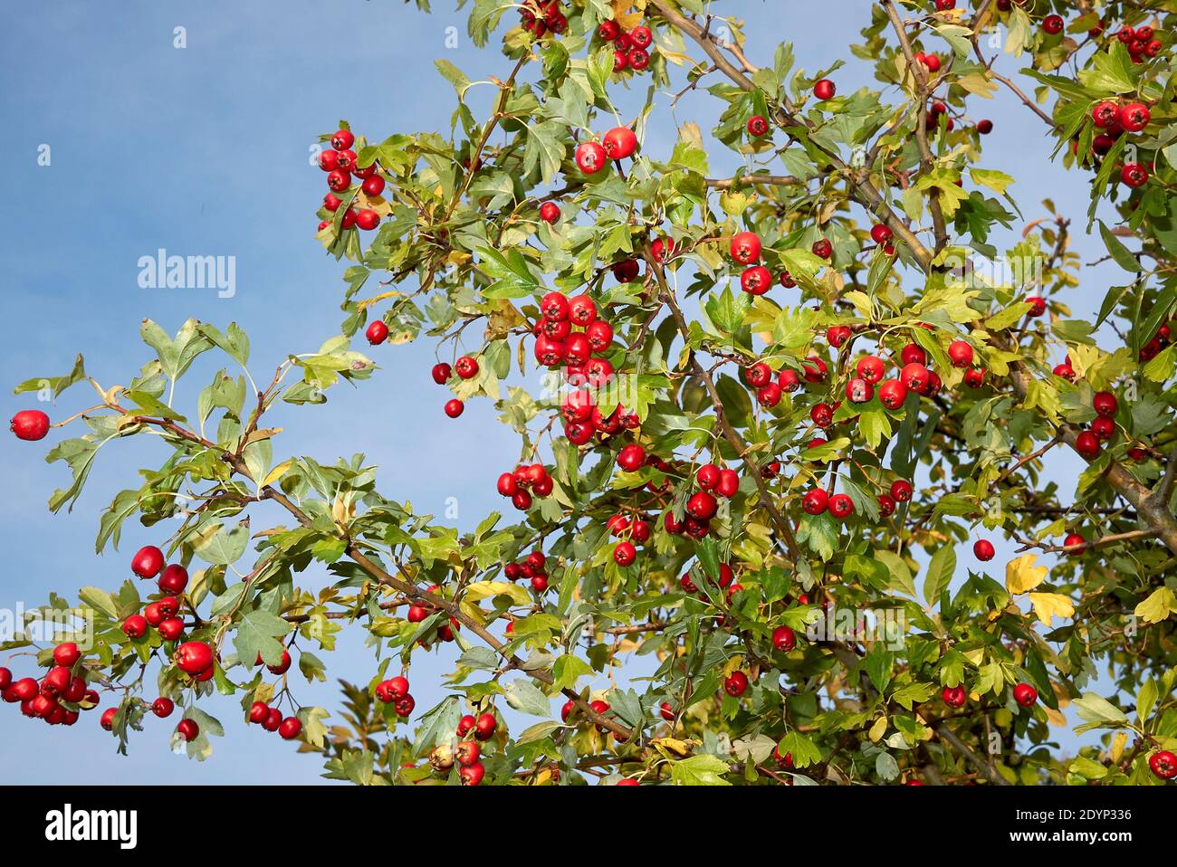 Crataegus monogyna branch with red fruits Stock Photo - Alamy
