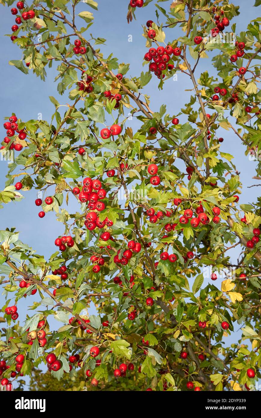 Crataegus monogyna branch with red fruits Stock Photo - Alamy