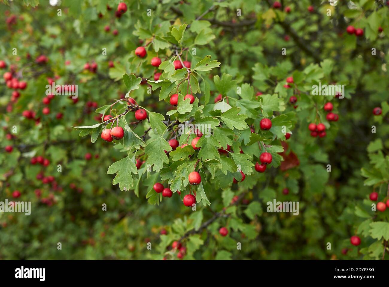 Crataegus monogyna branch with red fruits Stock Photo - Alamy