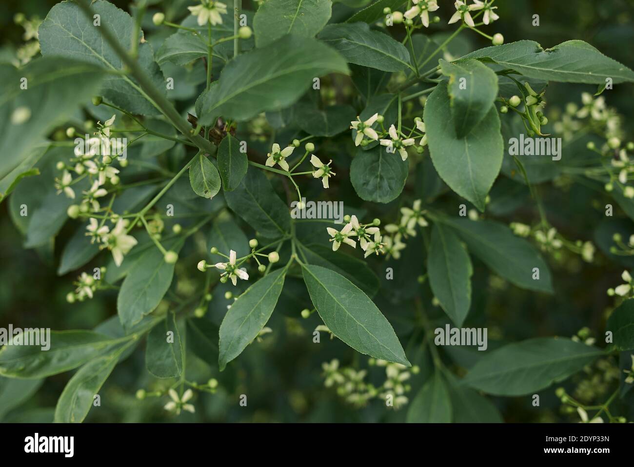 Close up shrub euonymus in hi-res stock photography and images - Alamy