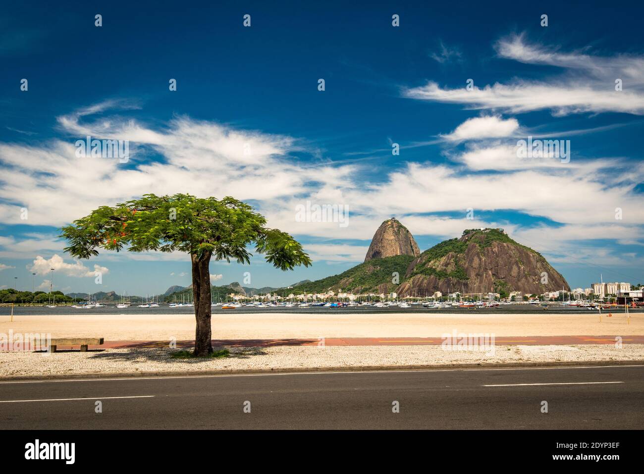 Lonely Tree in Botafogo Beach, Sugarloaf Mountain in the Horizon, and ...