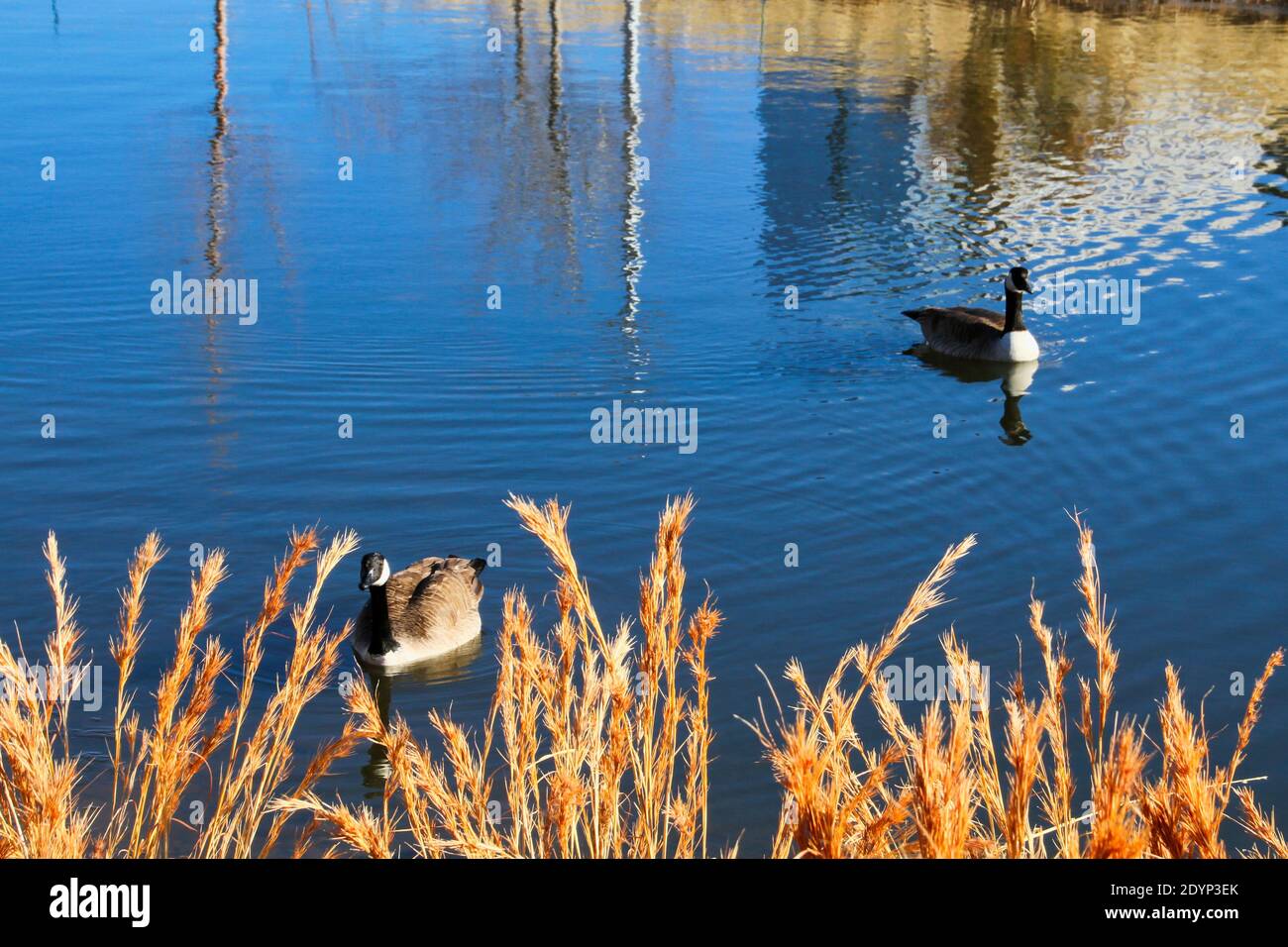 Two Canada geese float on the pond at Scissortail Park in downtown ...