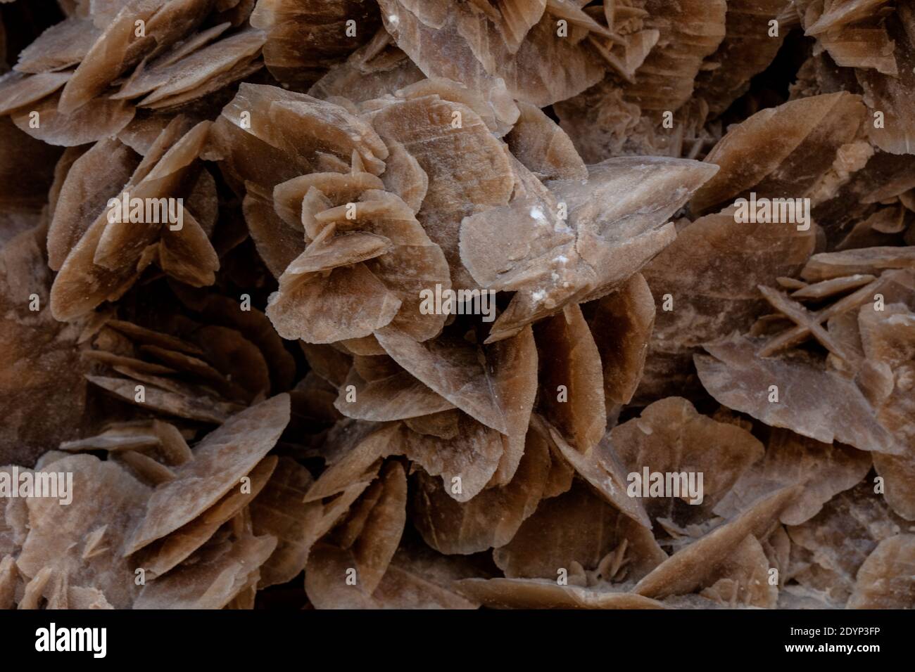 Desert rose hi-res stock photography and images - Alamy