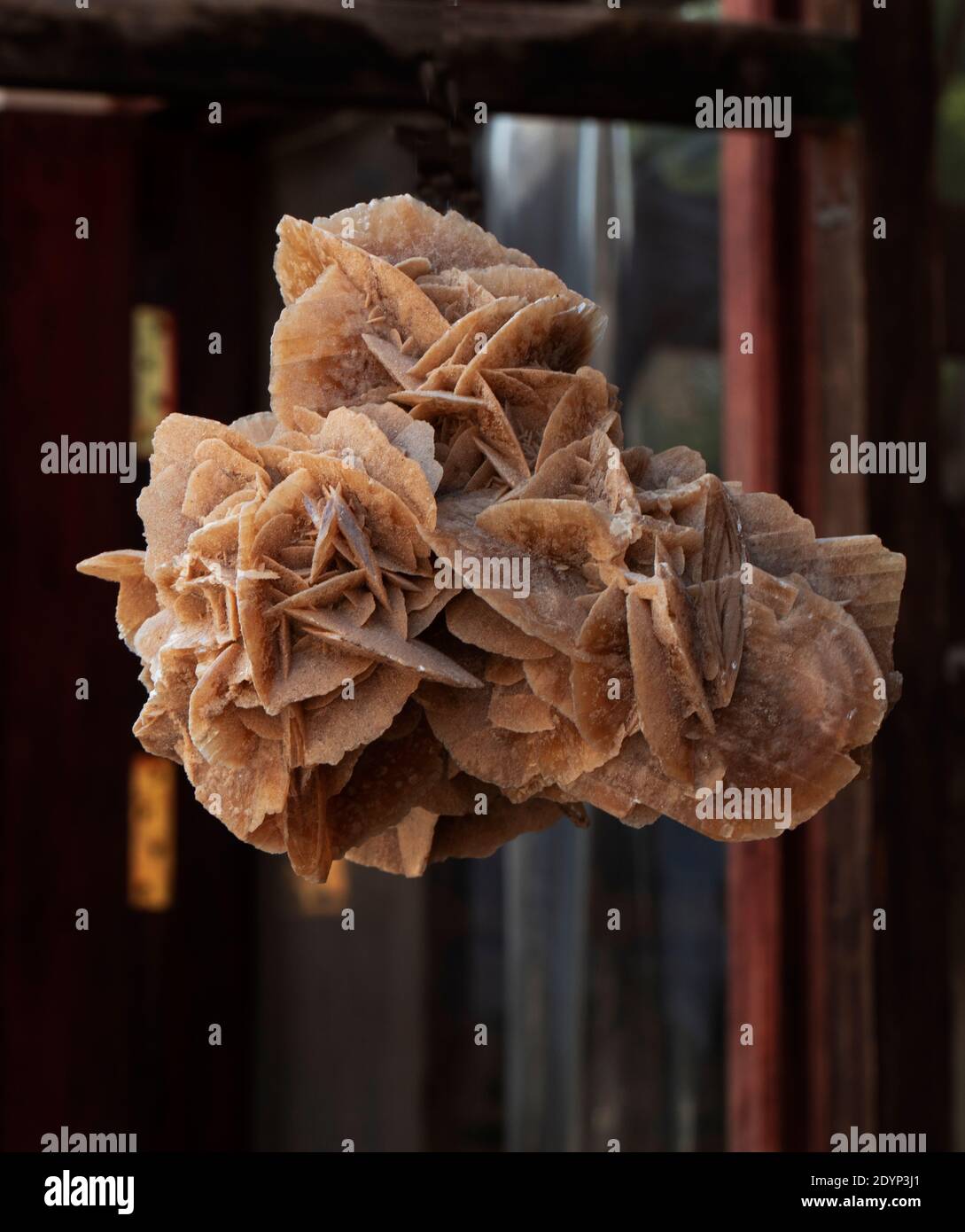 DESERT ROSE - Desert rose is the colloquial name given to rose-like ...