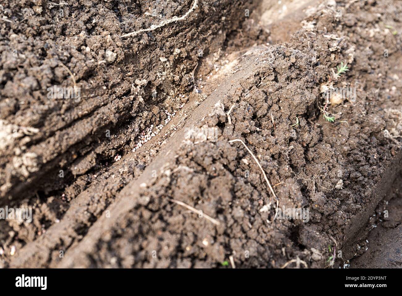 Serock, Poland - April 18, 2020: Sowing vegetables in the home garden ...